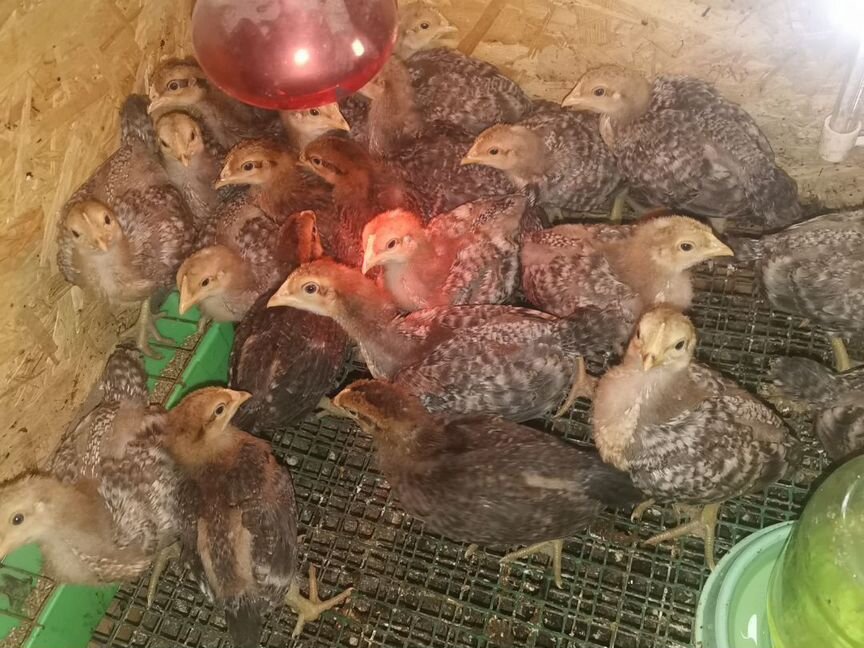 Цыплята Билефельдер