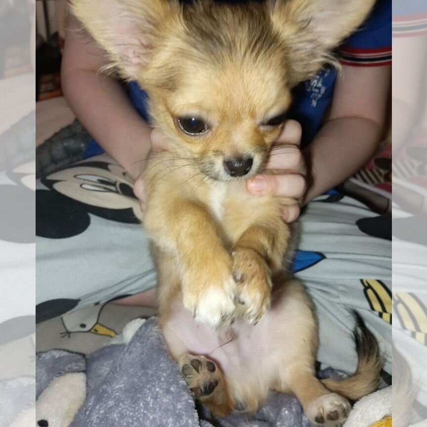 Чихуахуа, щенок