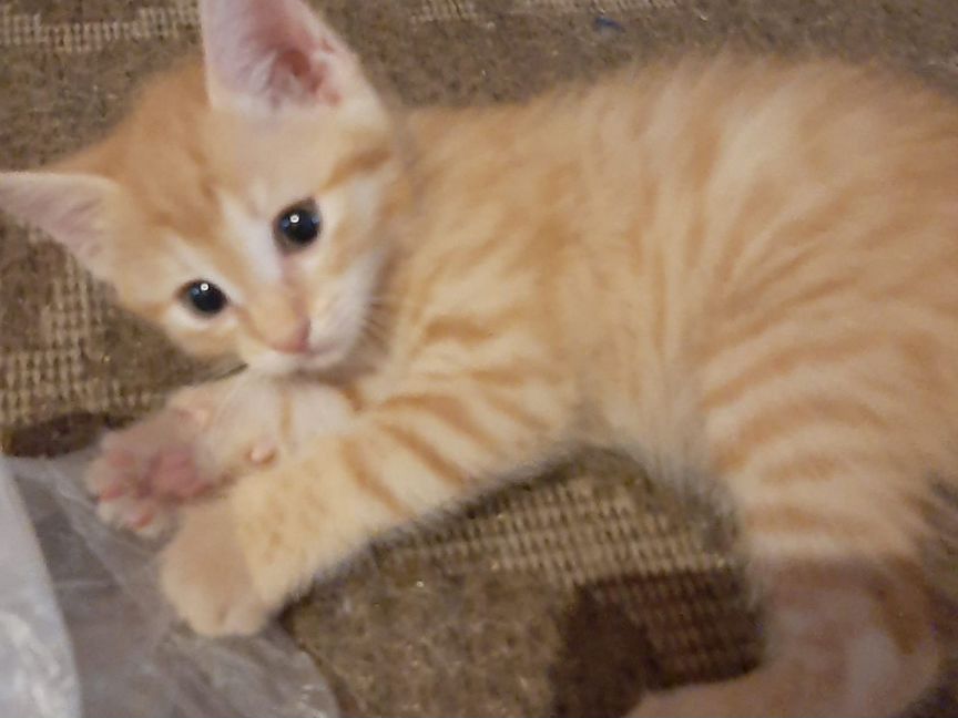 Рыжая девочка 1,5 месяца