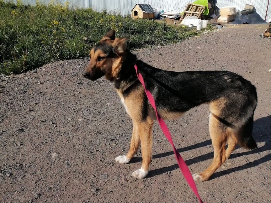 Собака Ася в хорошую семью бесплатно