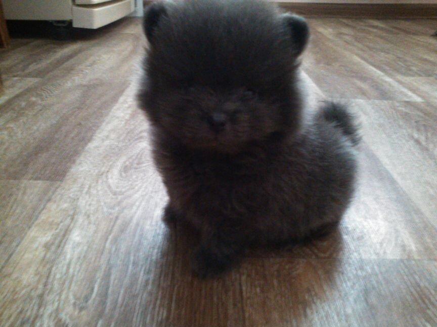 Шпиц мальчишка милашка