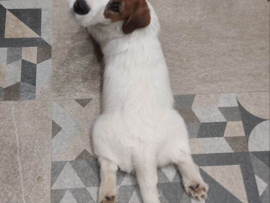 Щенок Джек рассел терьера