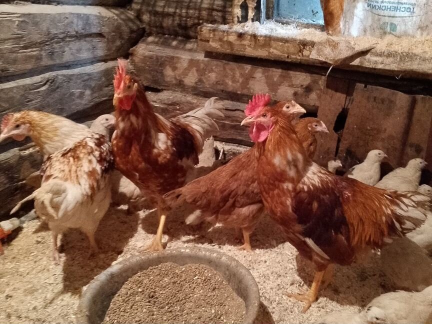 Молодые петухи