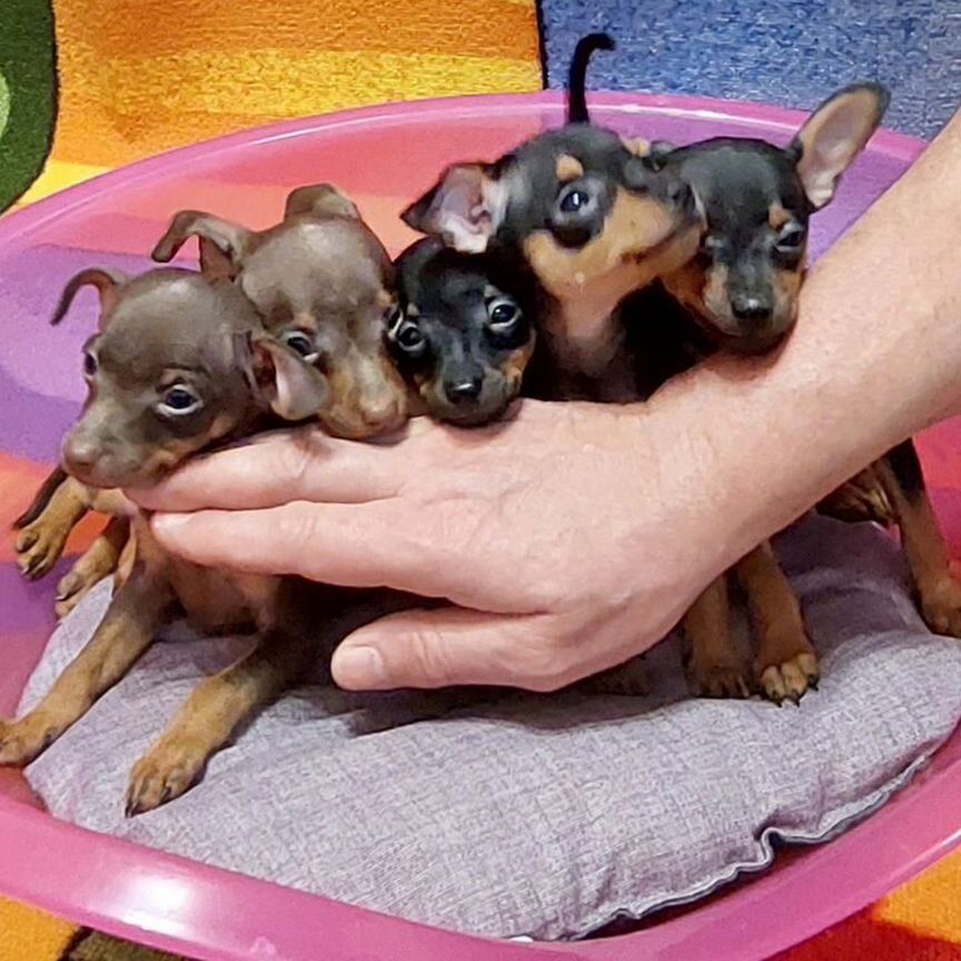 Русский той-терьер, щенок