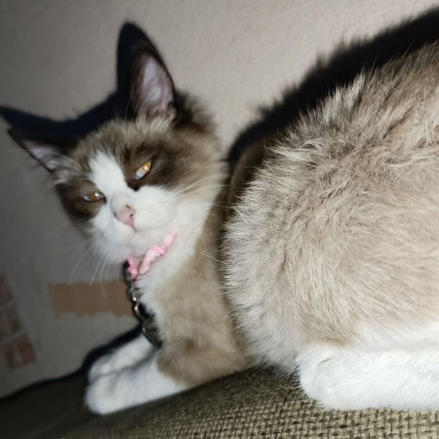 Кошечка мегконский бобтейл  Невская Маскарадная