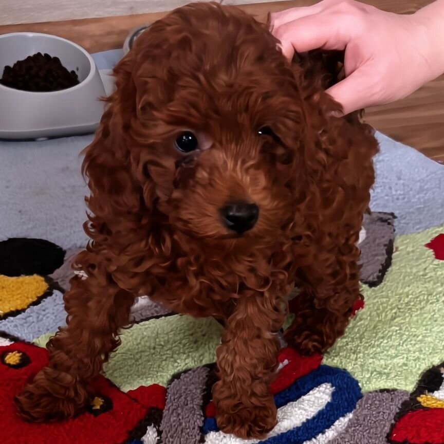 Той-пудель, щенок