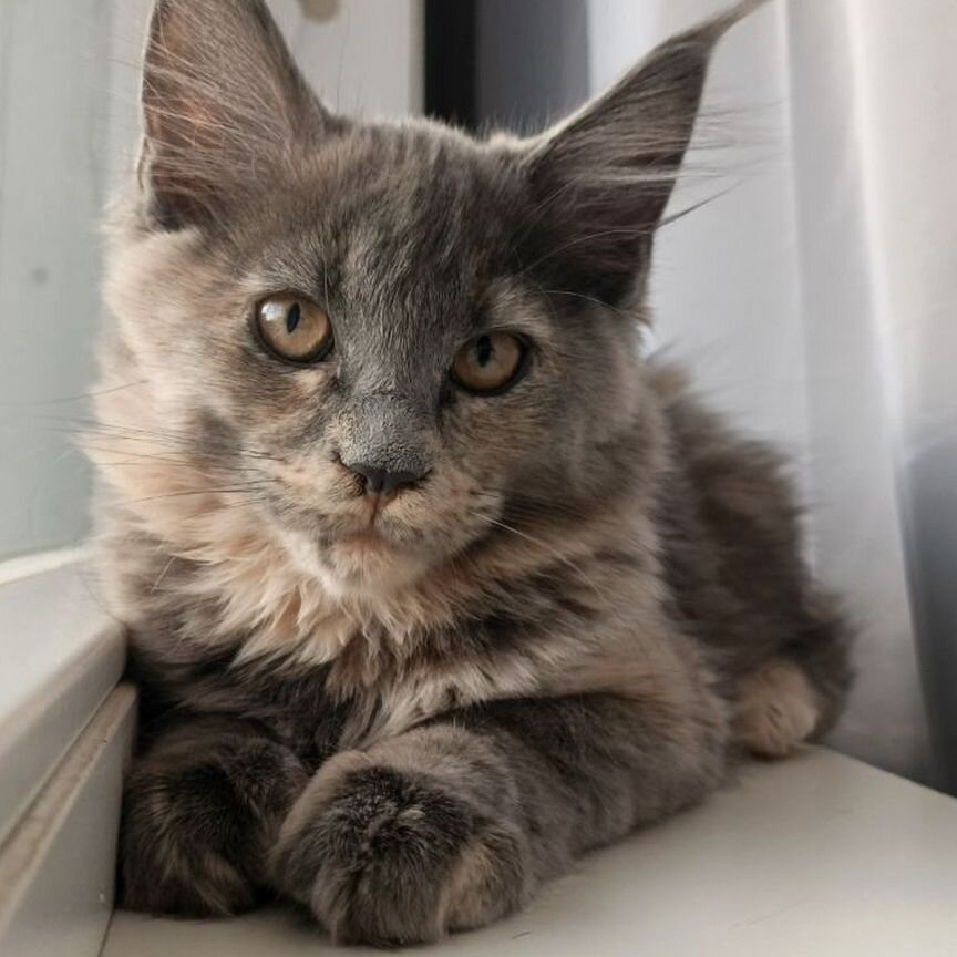 Мейн-кун котёнок