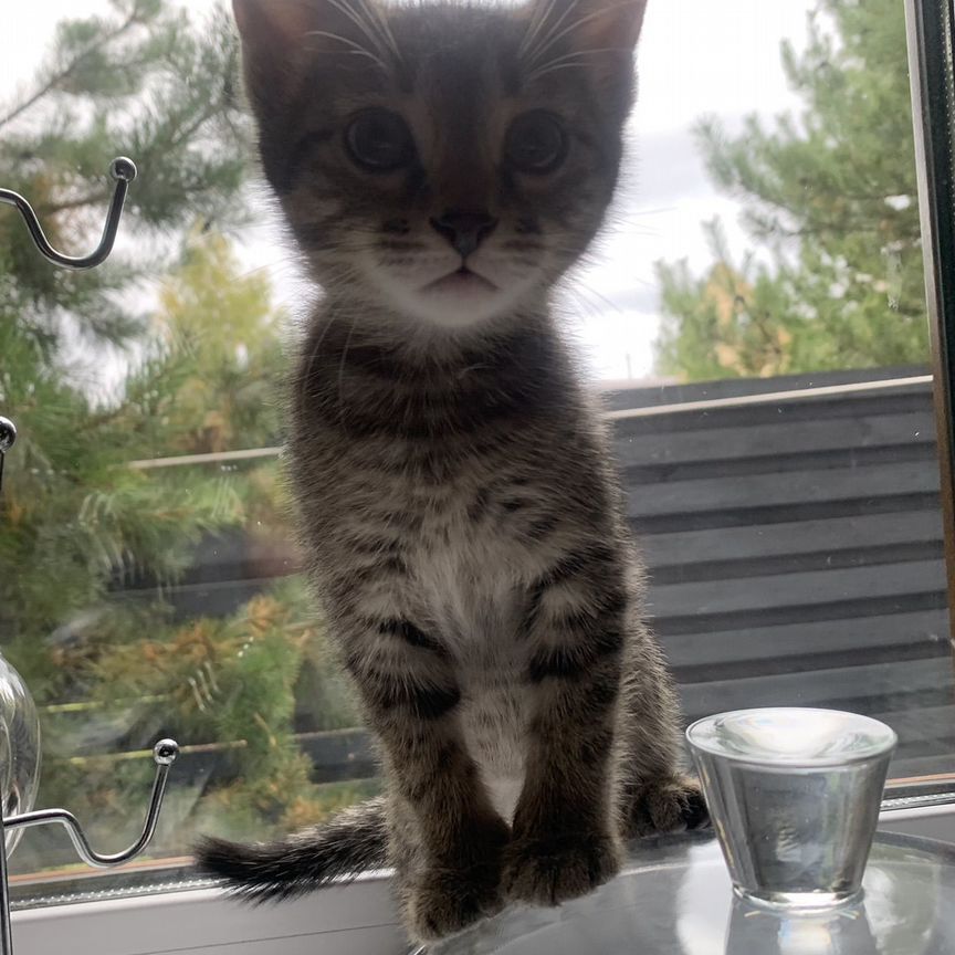 Котенок мальчик в добрые руки