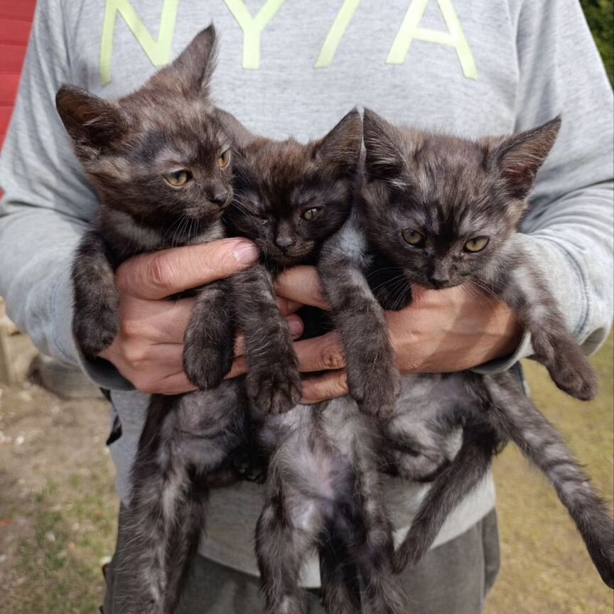 Кошки в добрые руки