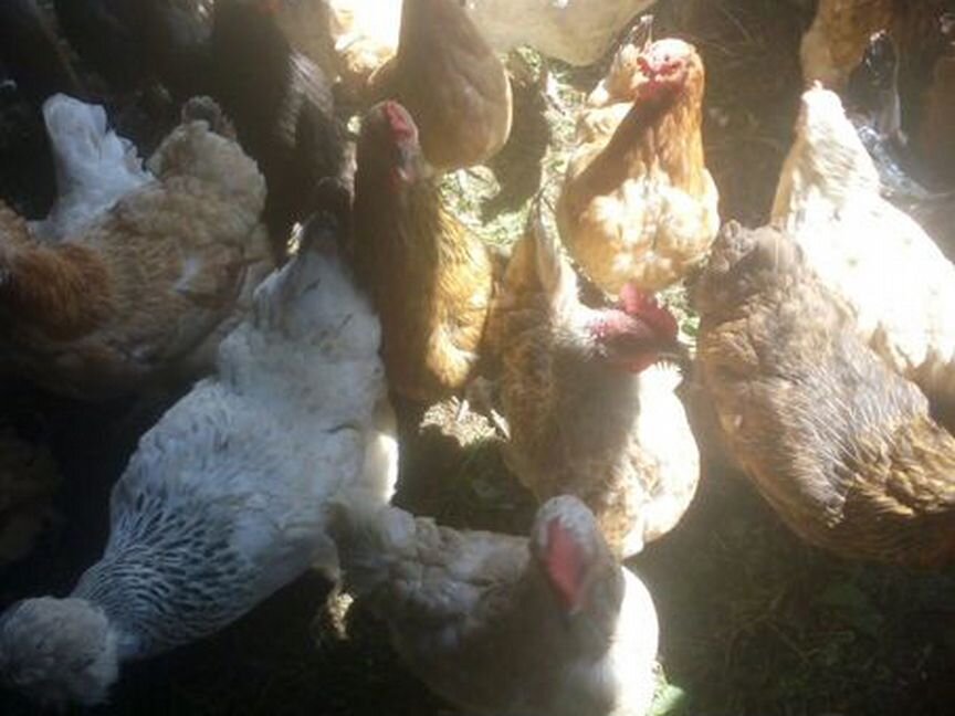 Продажа кур несушек