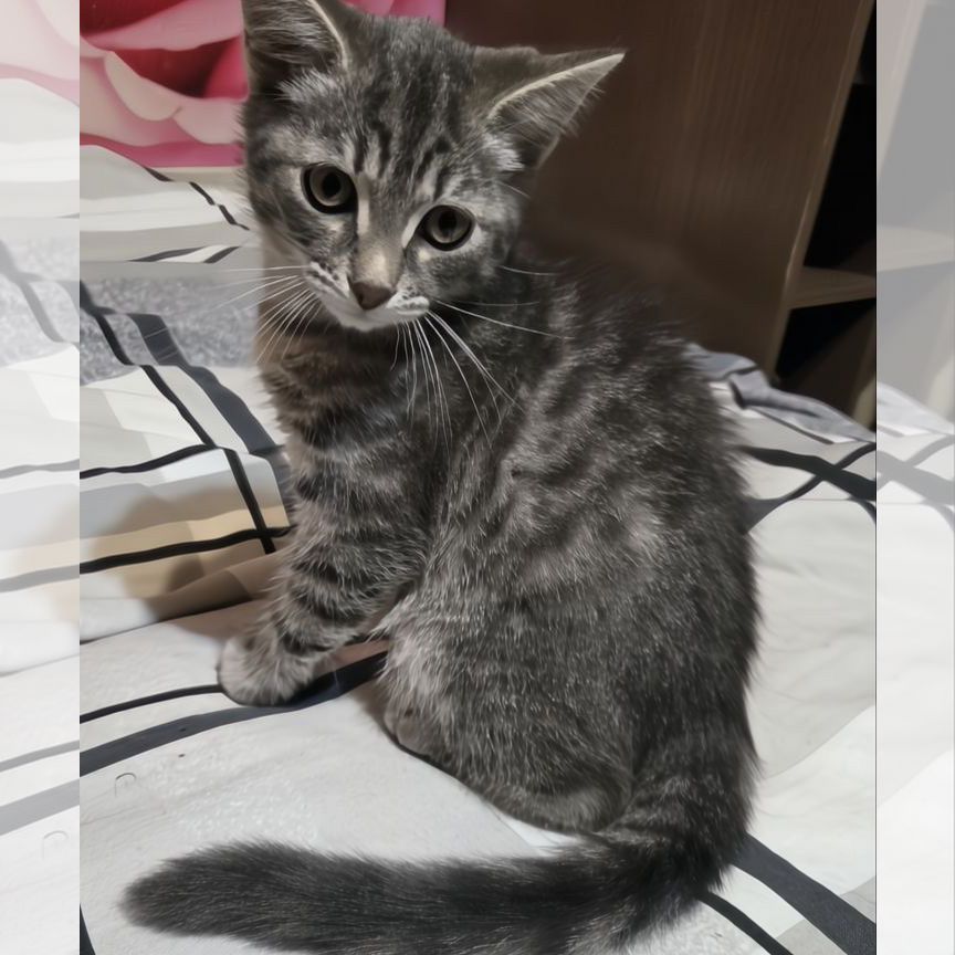 Котёнок в добрые руки