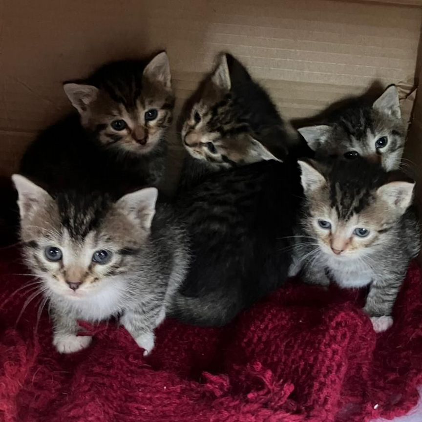 Котята,1,5мес,мальчики и девочки