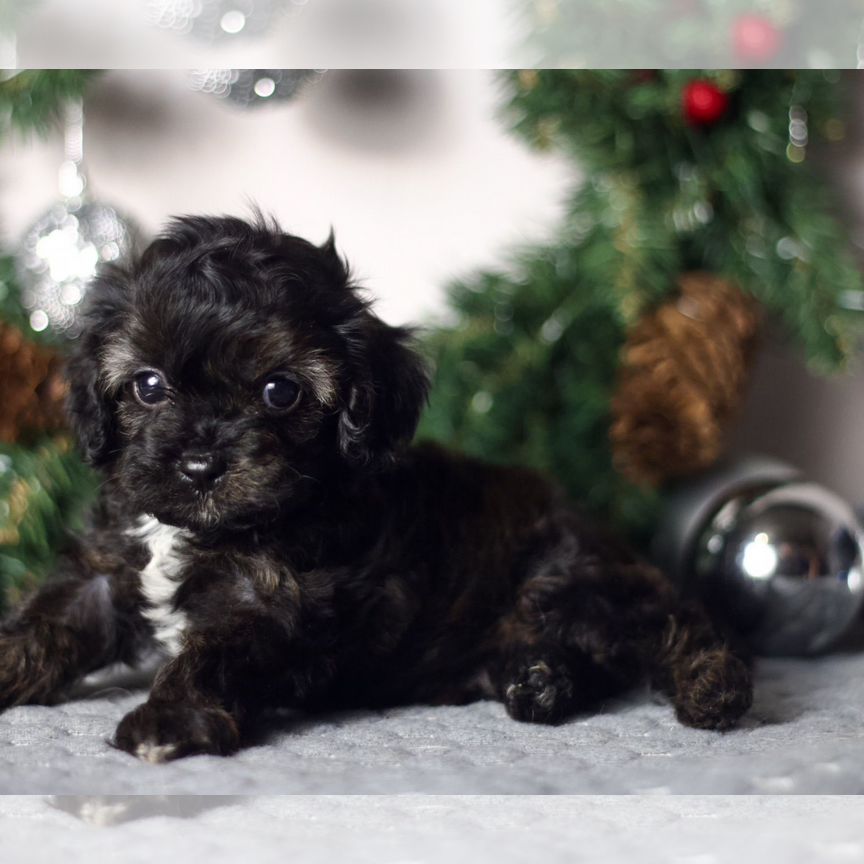 Кавапу, маленькая черная жемчужинка