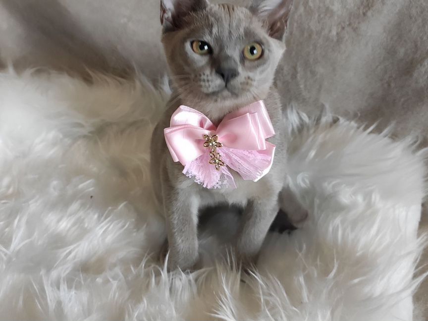 Бурманские котята