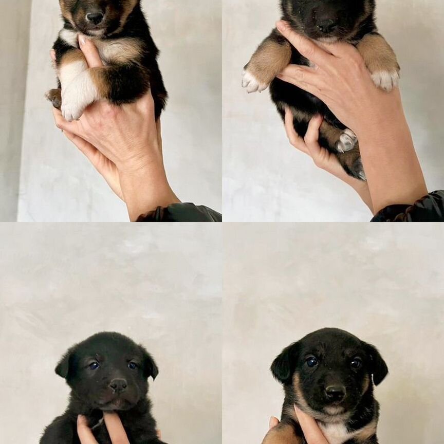 Щенки бесплатно