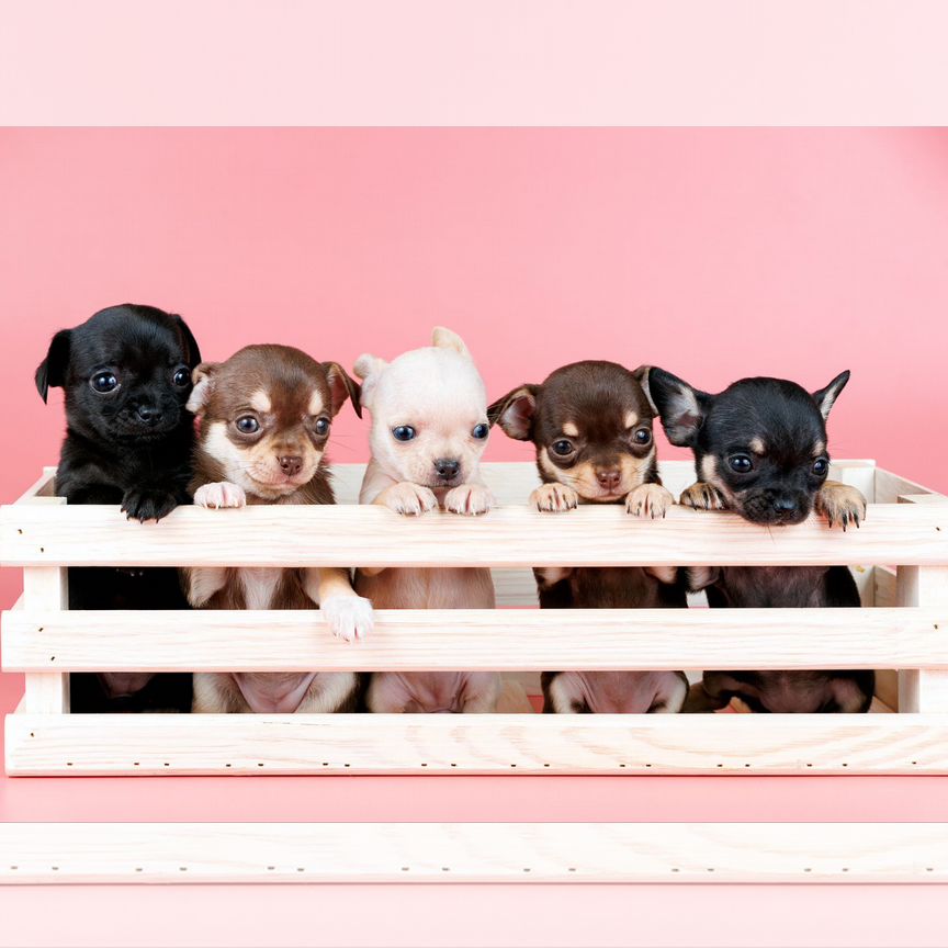 Щенки чихуахуа