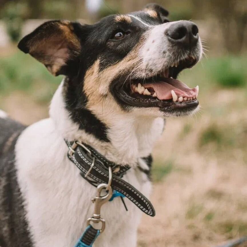 Элис охрана детей и дома собака в добрые руки