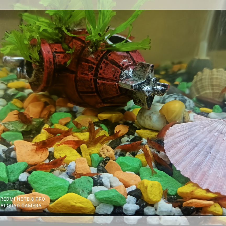 Аквариумные креветки красные