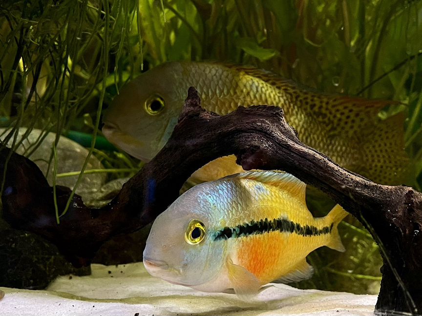 Никарагуанская цихлазома