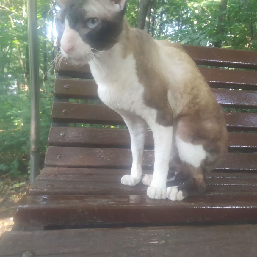Корниш-рекс, кот