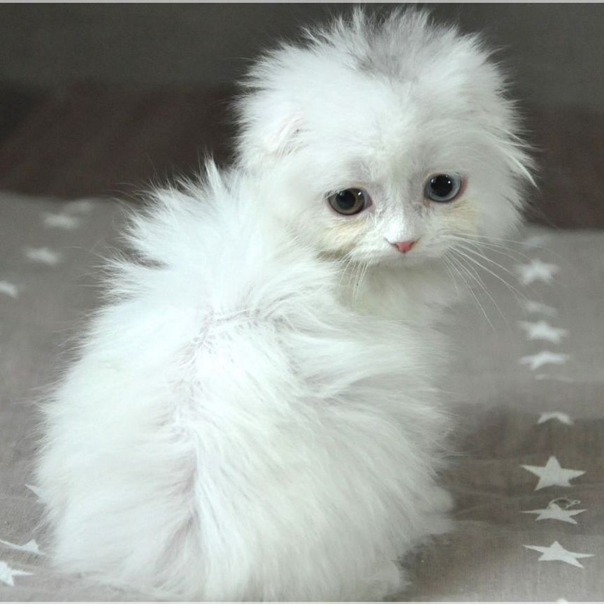 Шотландский вислоухий длинношёрстный котёнок