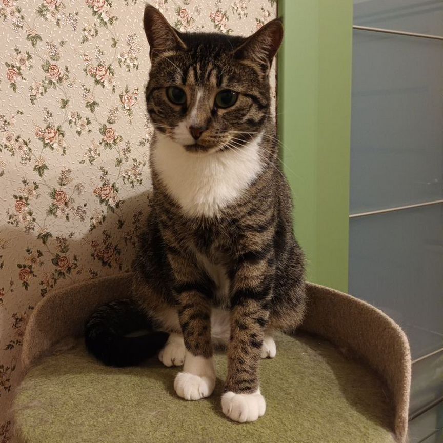 Взрослая, кошка в добрые руки