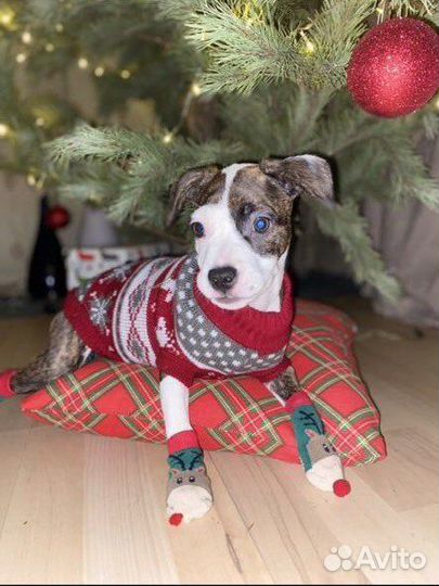 Щенок амстаффа в добрые руки