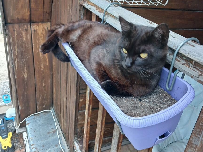 Потерялся кот