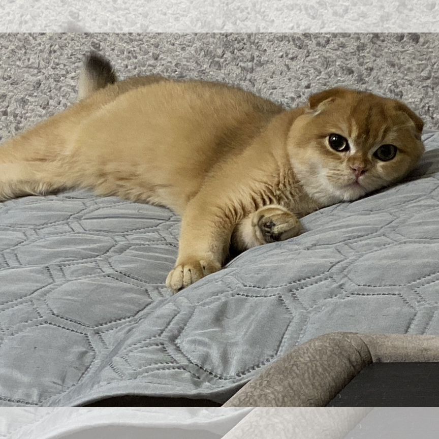 Британский золотой кот шиншила