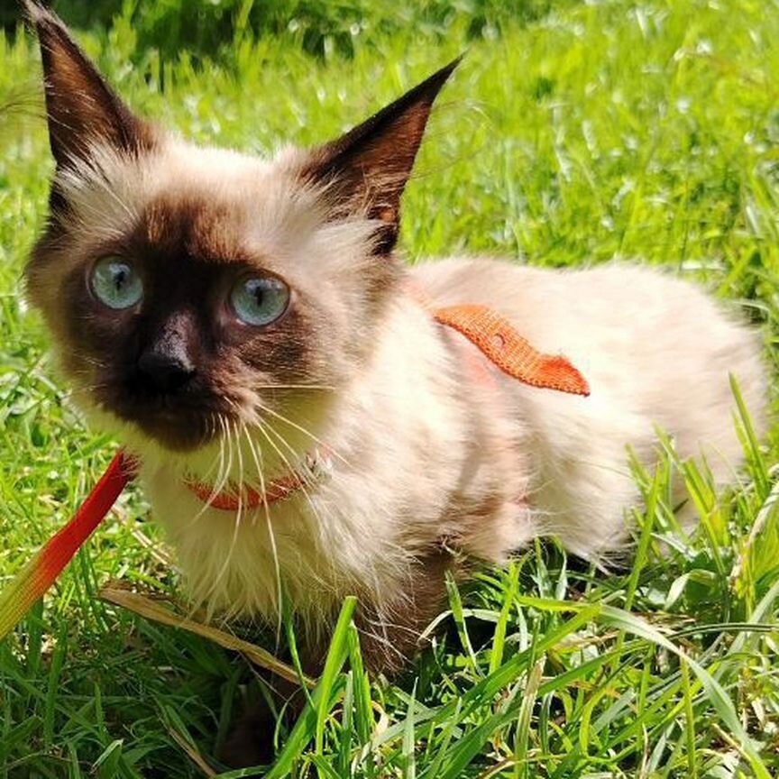 Невская маскарадная кошка