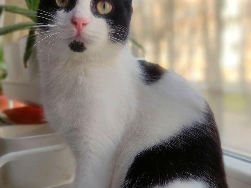 Котёнок из рекламы Феликс. 3 мес