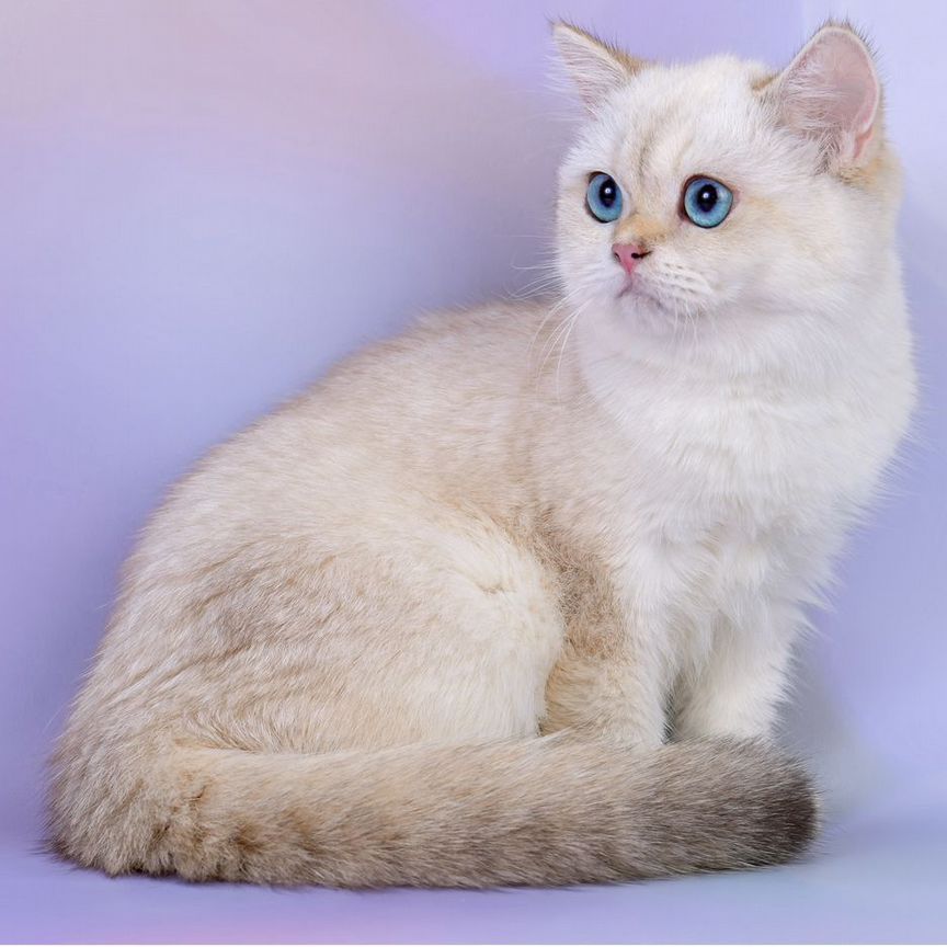Британский короткошёрстный котёнок