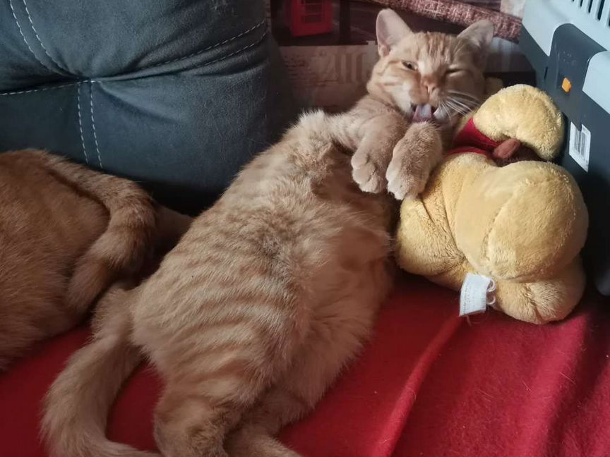 Кошки в добрые руки