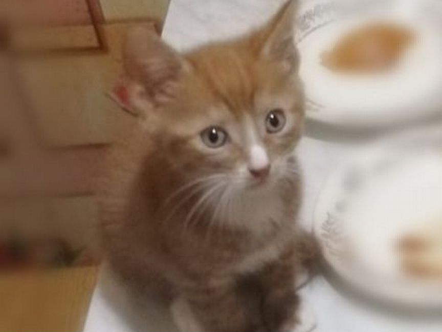 Котята в дар