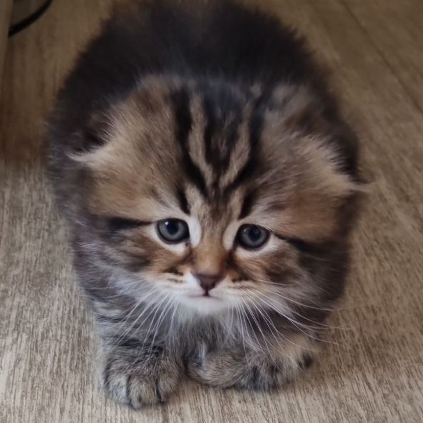 Шотландский вислоухий длинношёрстный котёнок