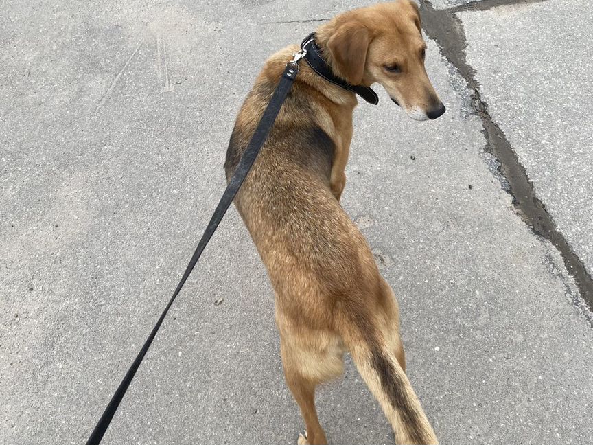 Найдена Русская гончая (выжловка)