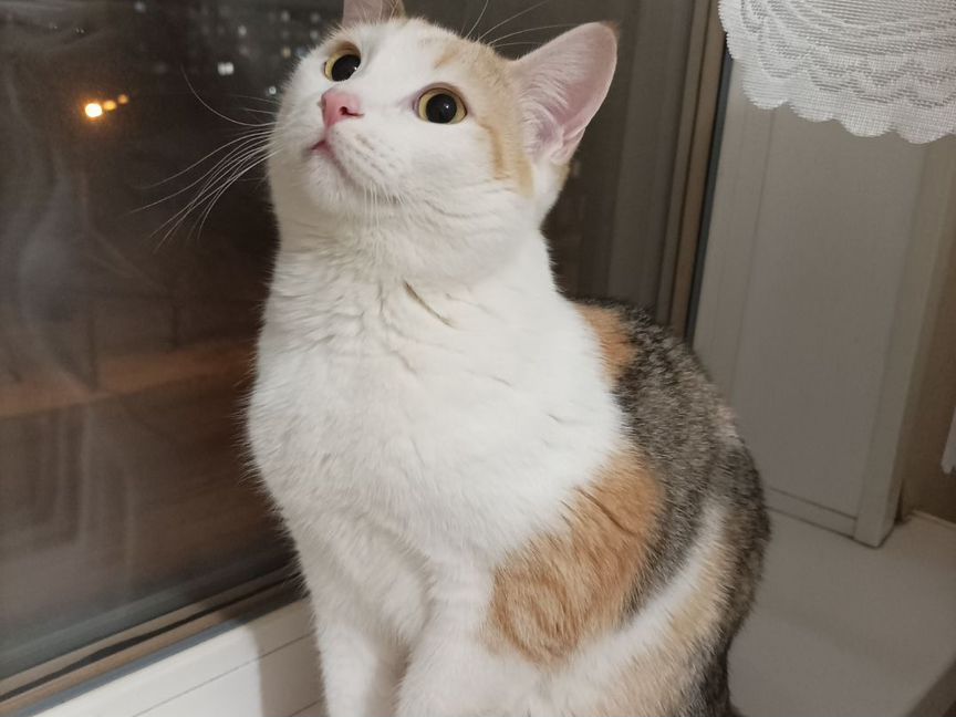 Трехцветная кошка