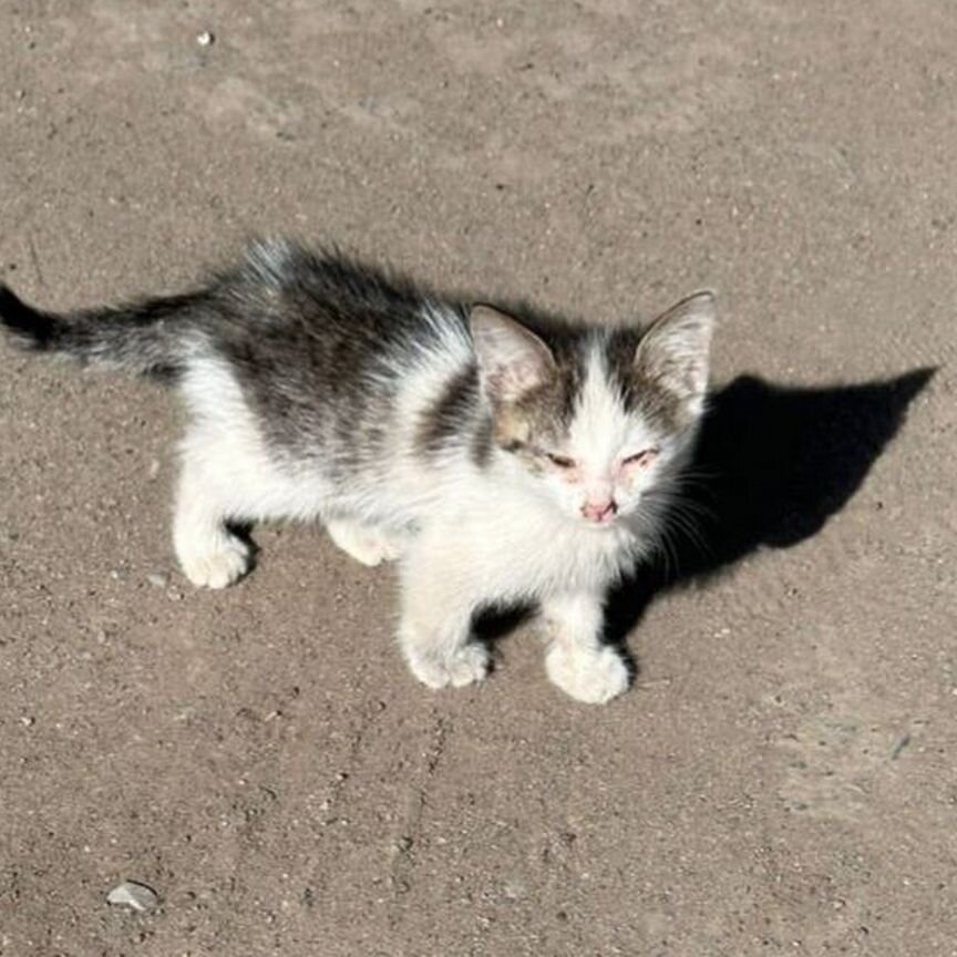 Котёнок в добрые руки