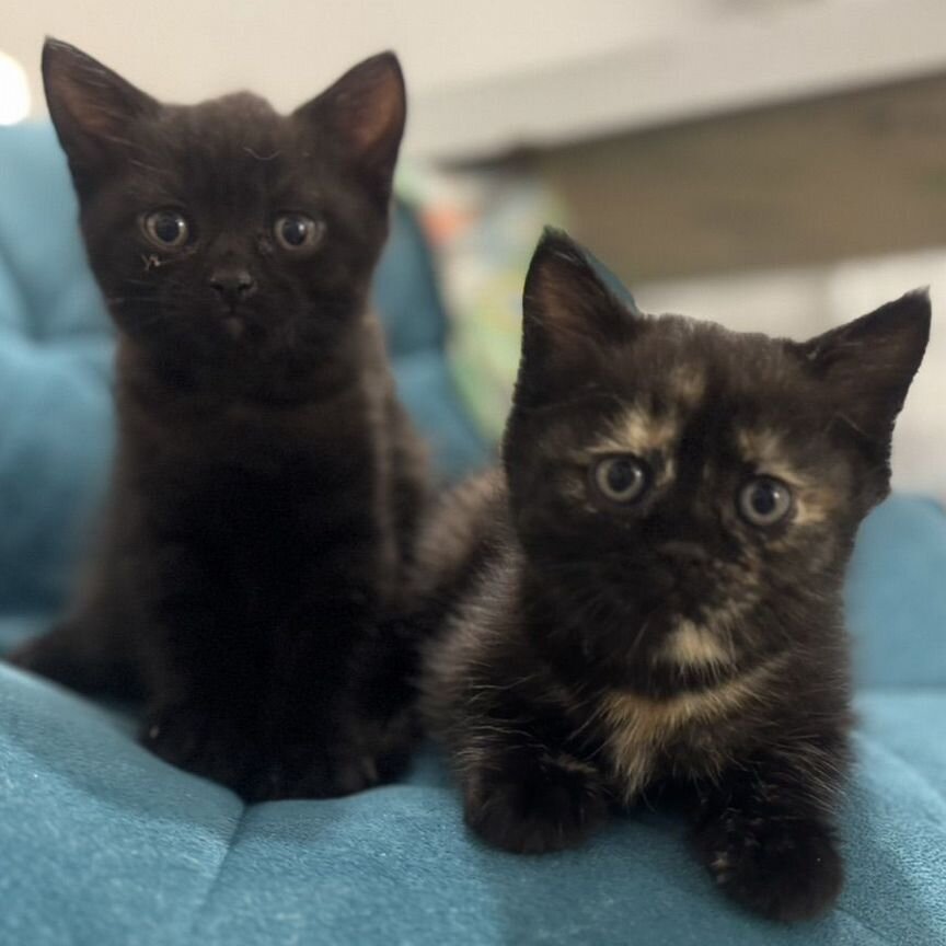 Отдам в добрые руки котят