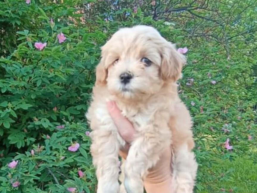 Щенки мальтипу f1