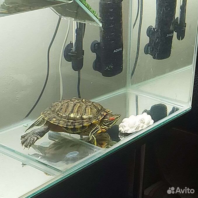 Черепаха с аквариумом