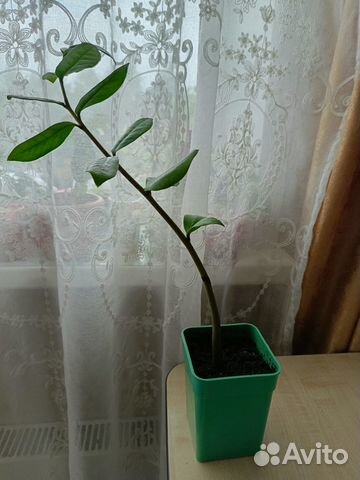 Долларовое дерево (замиокулькас) купить в Междуреченске | Товары для ...