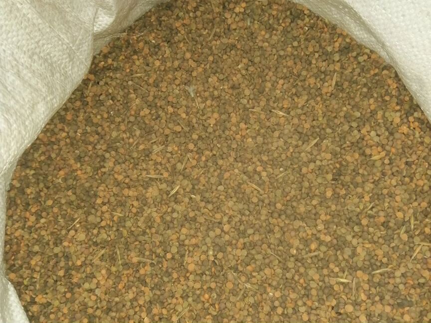 Дробленая Вика