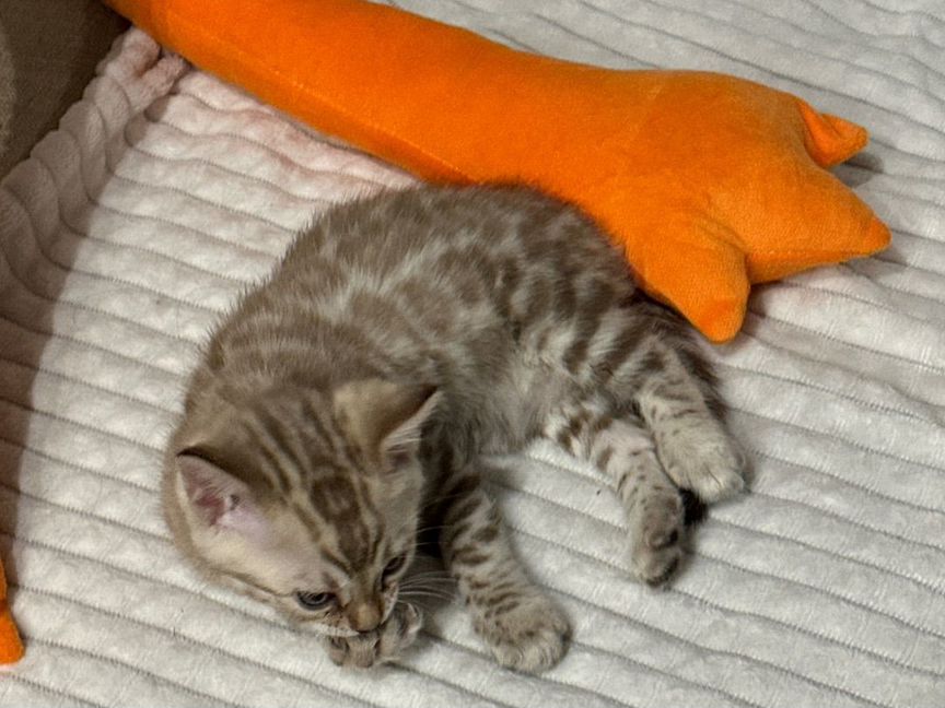 Бенгальские котята