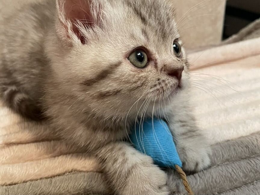 Британские котята