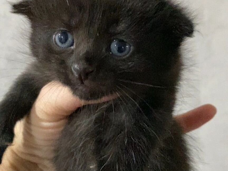 Шотландская вислоухая кошка