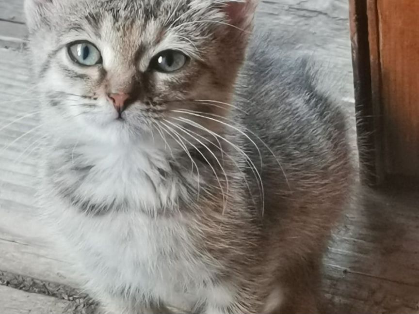 Котенок Кузя в добрые руки