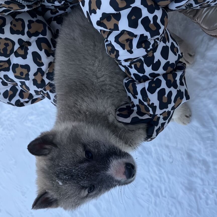 Западносибирская лайка, щенок