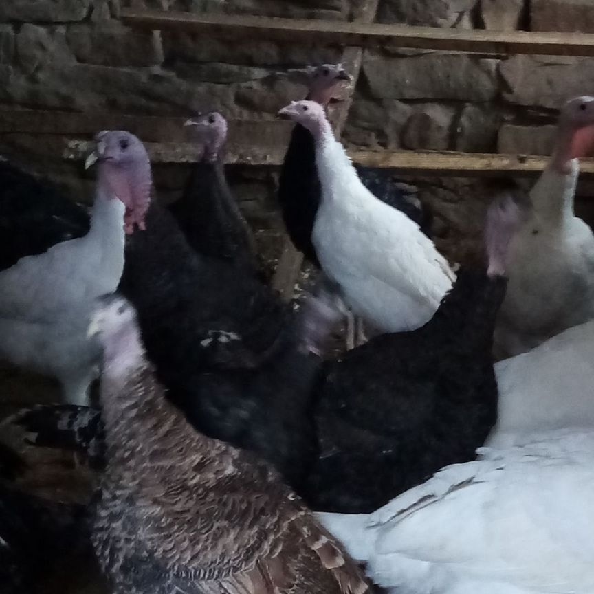 Молодые индюки