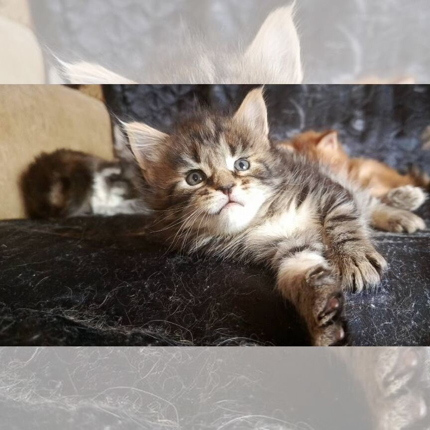 Мейн-кун котёнок